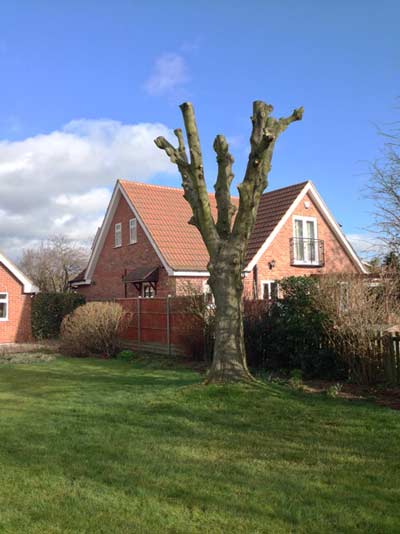 CHC Tree Care - Tree surgery specialists in Newark, Nottinghamshire