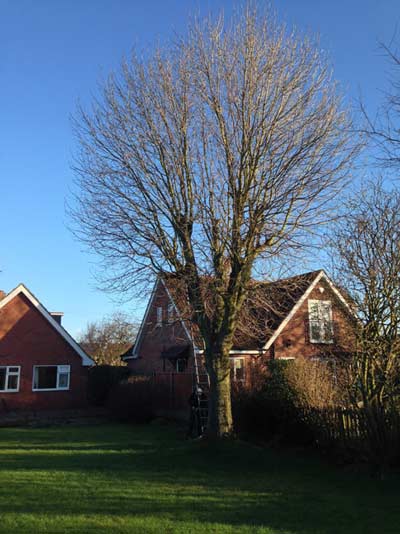 CHC Tree Care - Tree surgery specialists in Newark, Nottinghamshire